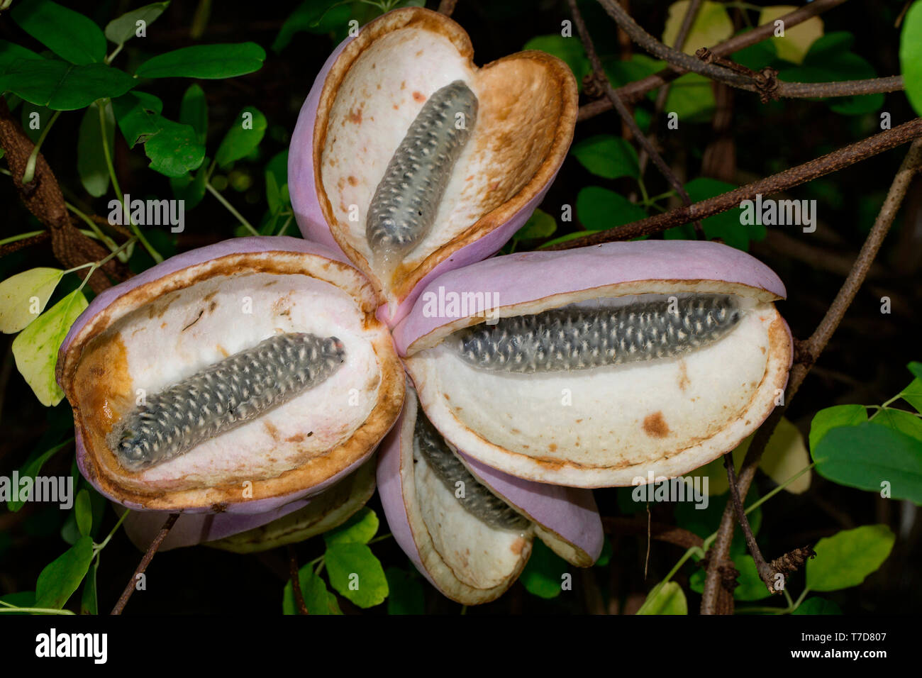 chocolate vine, (Akebia quinata Stock Photo - Alamy