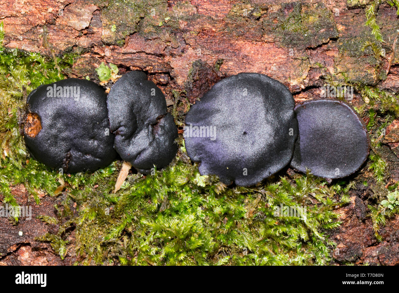 Bulgar High Resolution Stock Photography and Images - Alamy