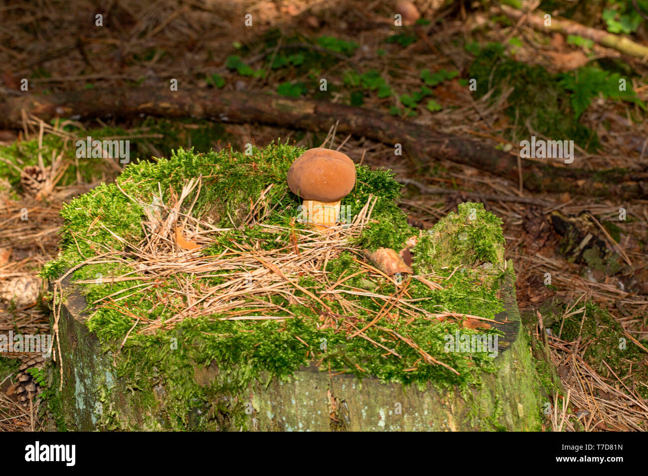 Bay bolete imleria badia hi-res stock photography and images - Alamy
