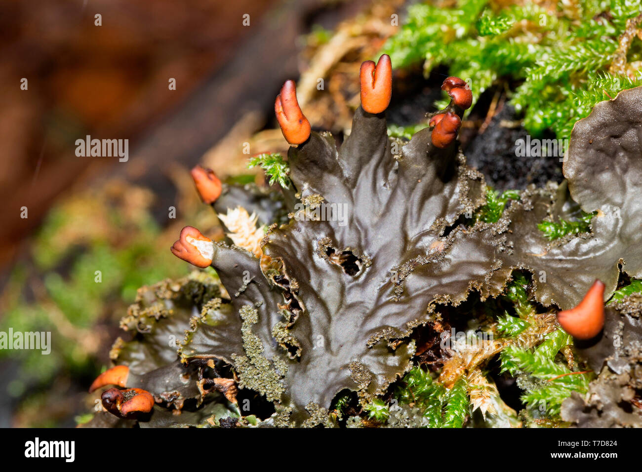 dog lichen, (Peltigera praetextata Stock Photo - Alamy
