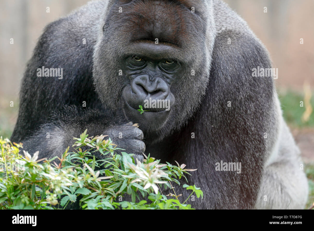 Silverback gorillas hi-res stock photography and images - Alamy