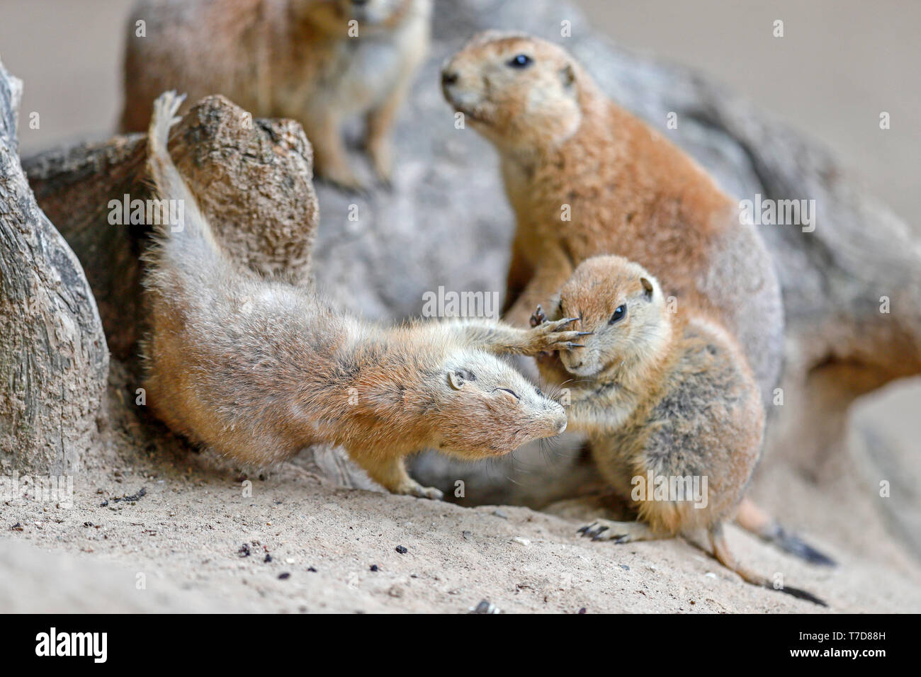 black-tailed prairie dog, (Cynomys ludovicianus), young animal, captive ...