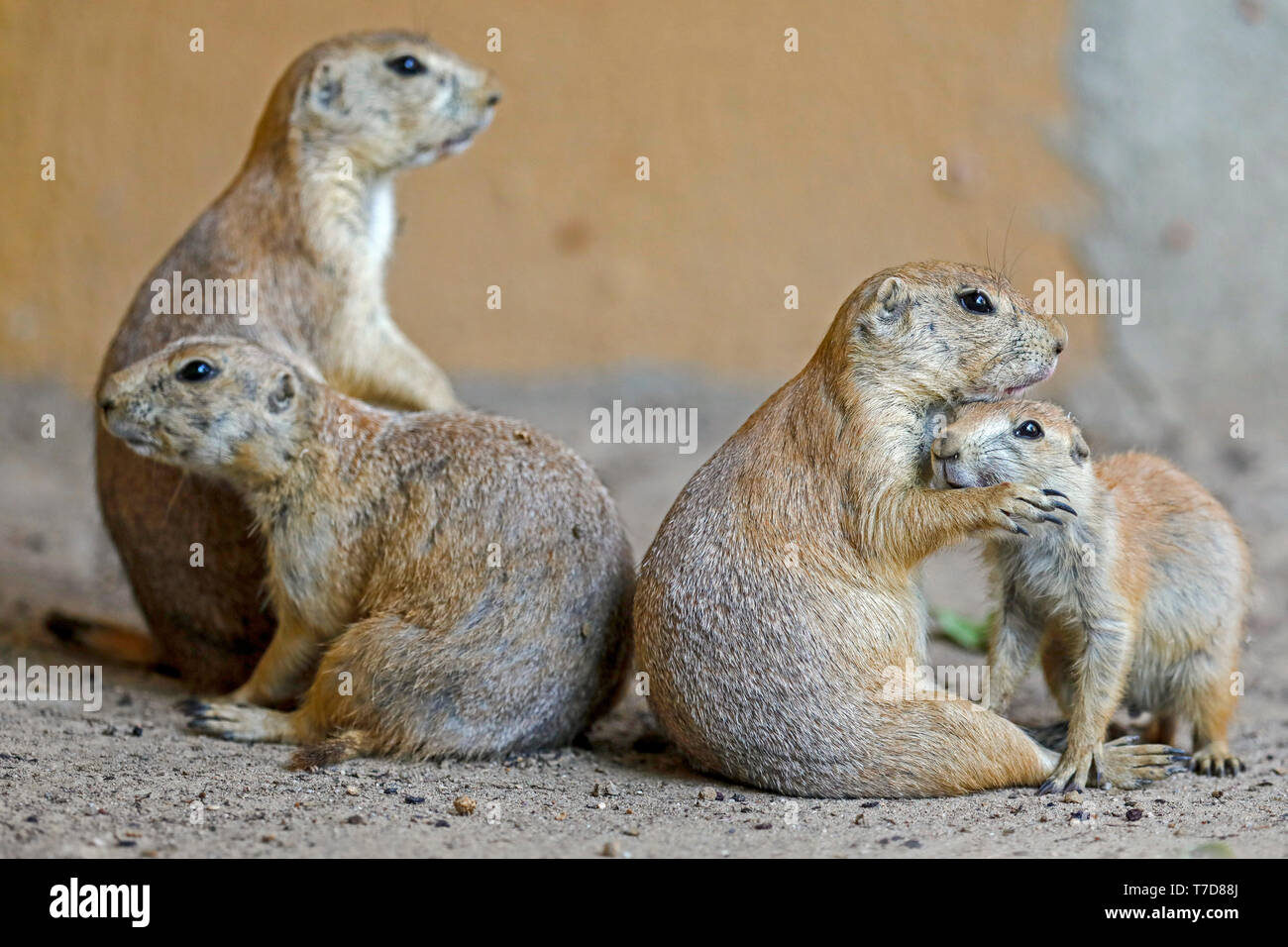 black-tailed prairie dog, (Cynomys ludovicianus), young animal, captive ...