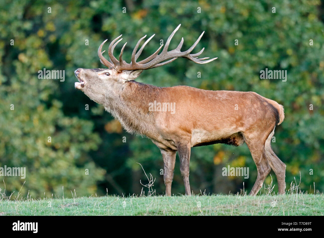 Side view of deer hi-res stock photography and images - Alamy