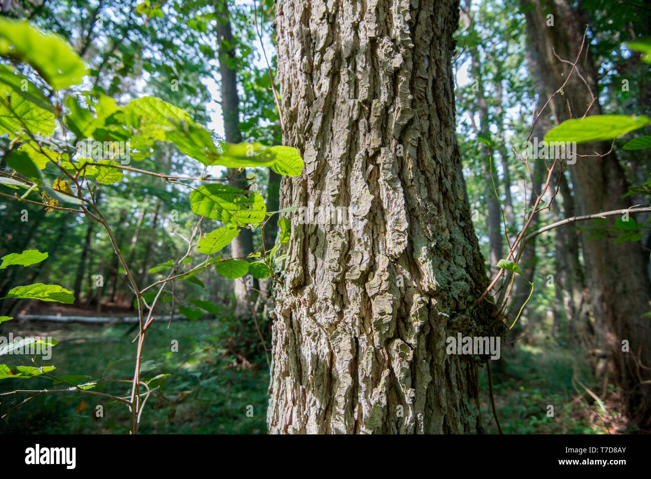 Black alder hi-res stock photography and images - Alamy