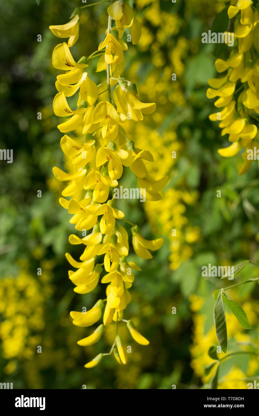 Common laburnum hi-res stock photography and images - Alamy