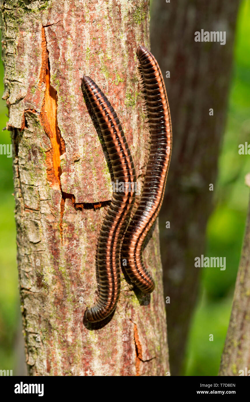 Millipedes High Resolution Stock Photography and Images - Alamy