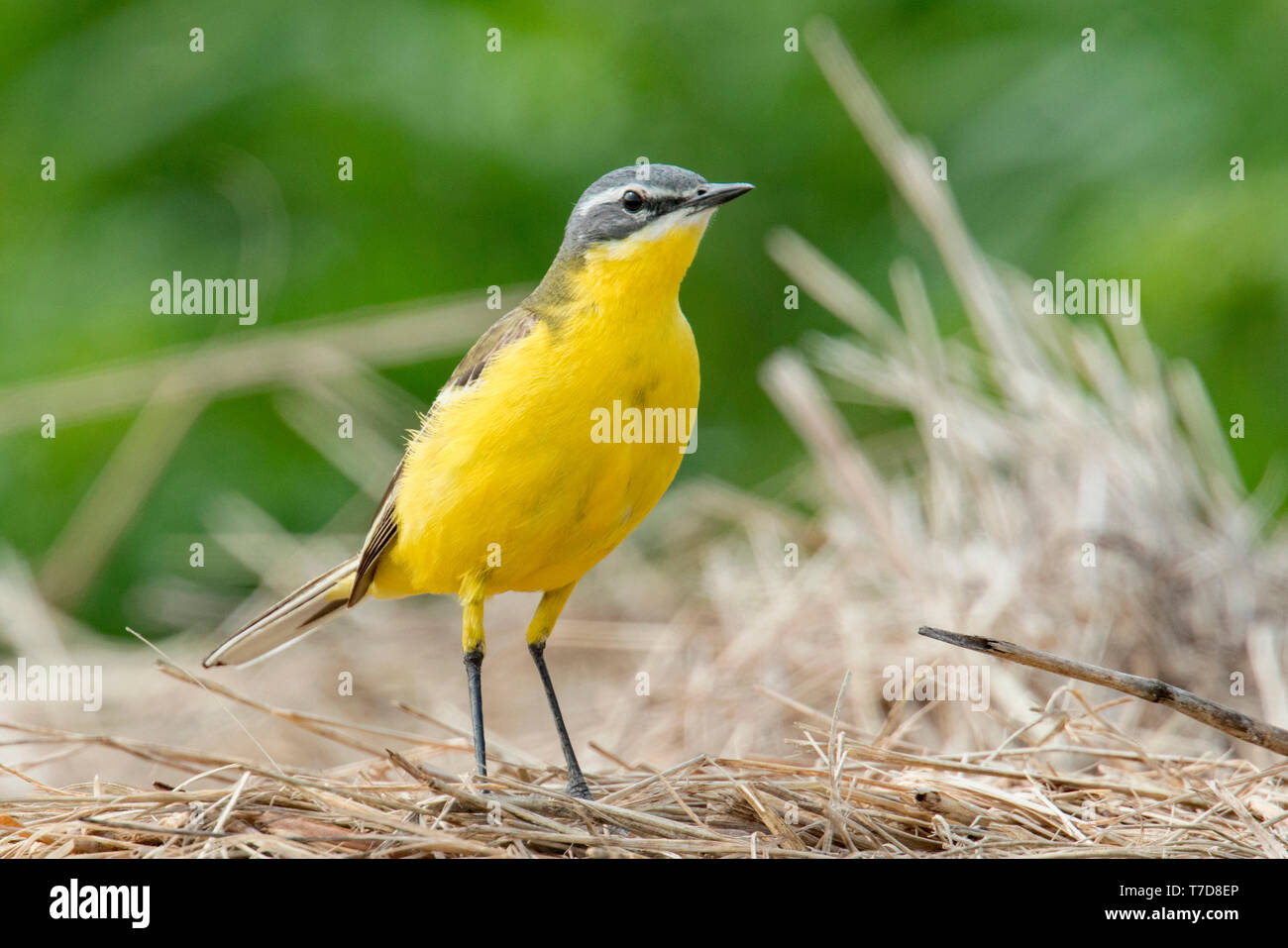 Blue headed yellow wagtail hi-res stock photography and images - Alamy