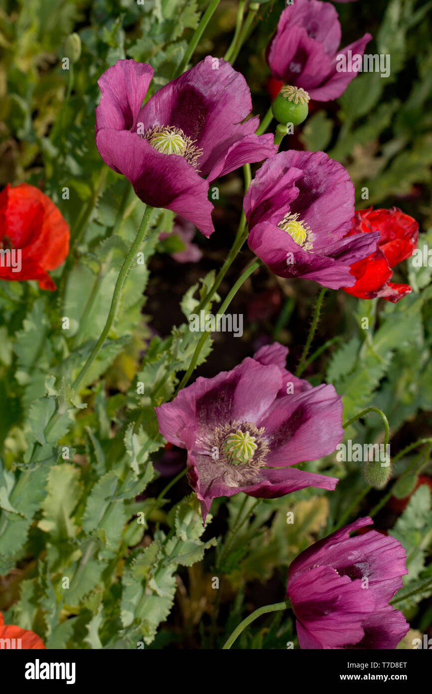 Poppy blossom opium papaver hi-res stock photography and images - Alamy