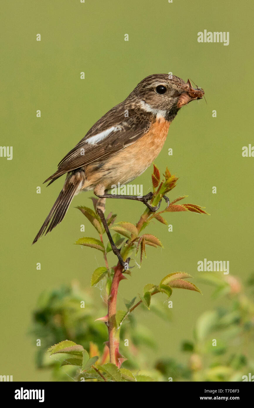 Adult female stonechat hi-res stock photography and images - Alamy