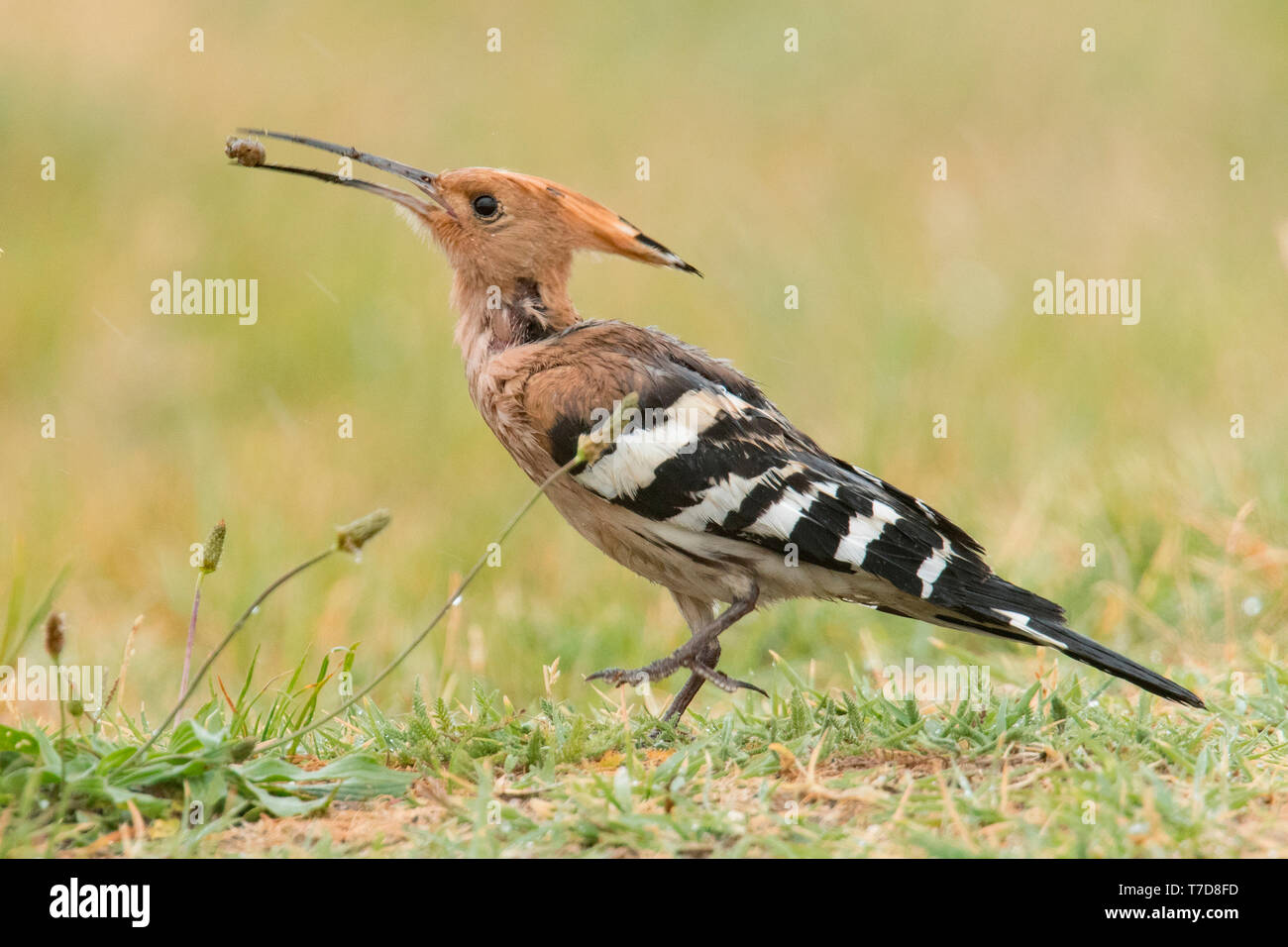 eurasian hoopoe, (Upupa epops Stock Photo - Alamy