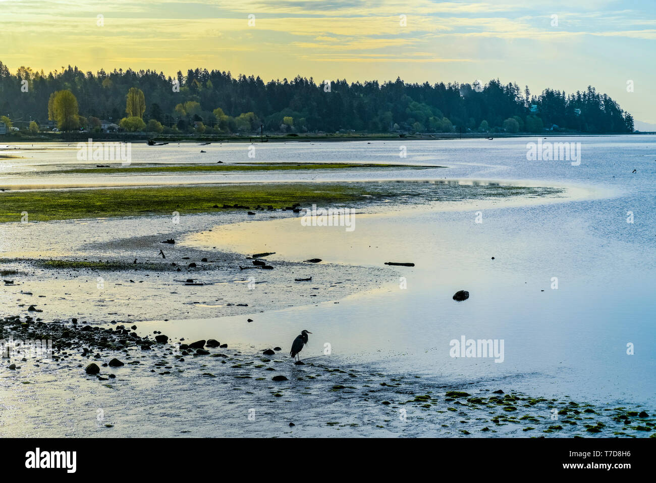 Courtenay estuary hi-res stock photography and images - Alamy