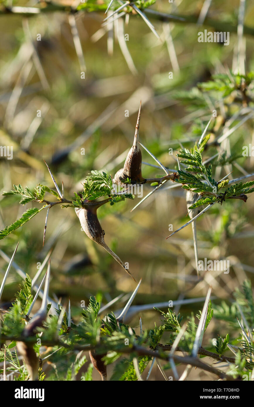 Detail of Acacia seyal tree branch with thorns, brown galls and leaves ...