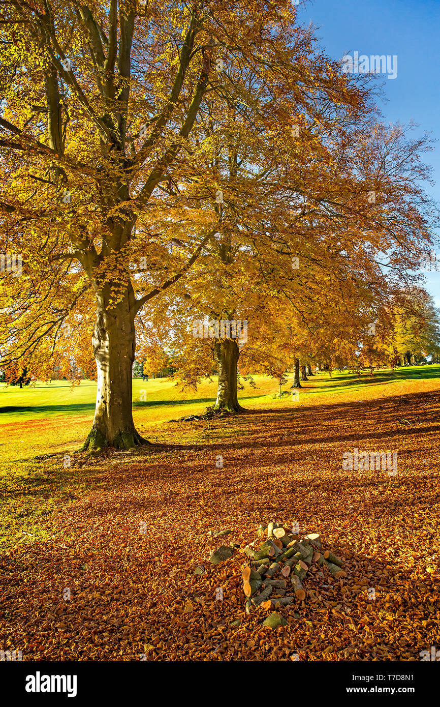 Rushmore Park Golf Club in Autumn. Wiltshire UK Stock Photo - Alamy