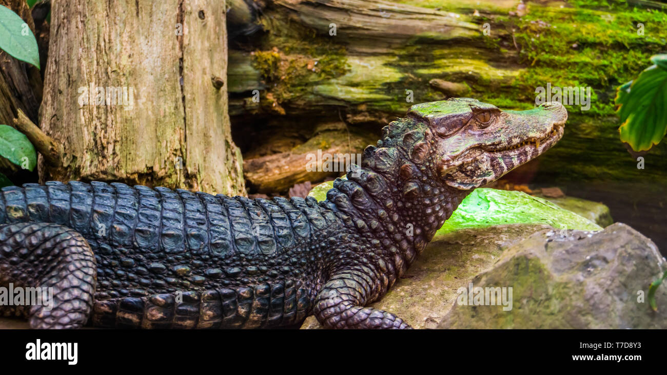 Caiman Crocodile Pet