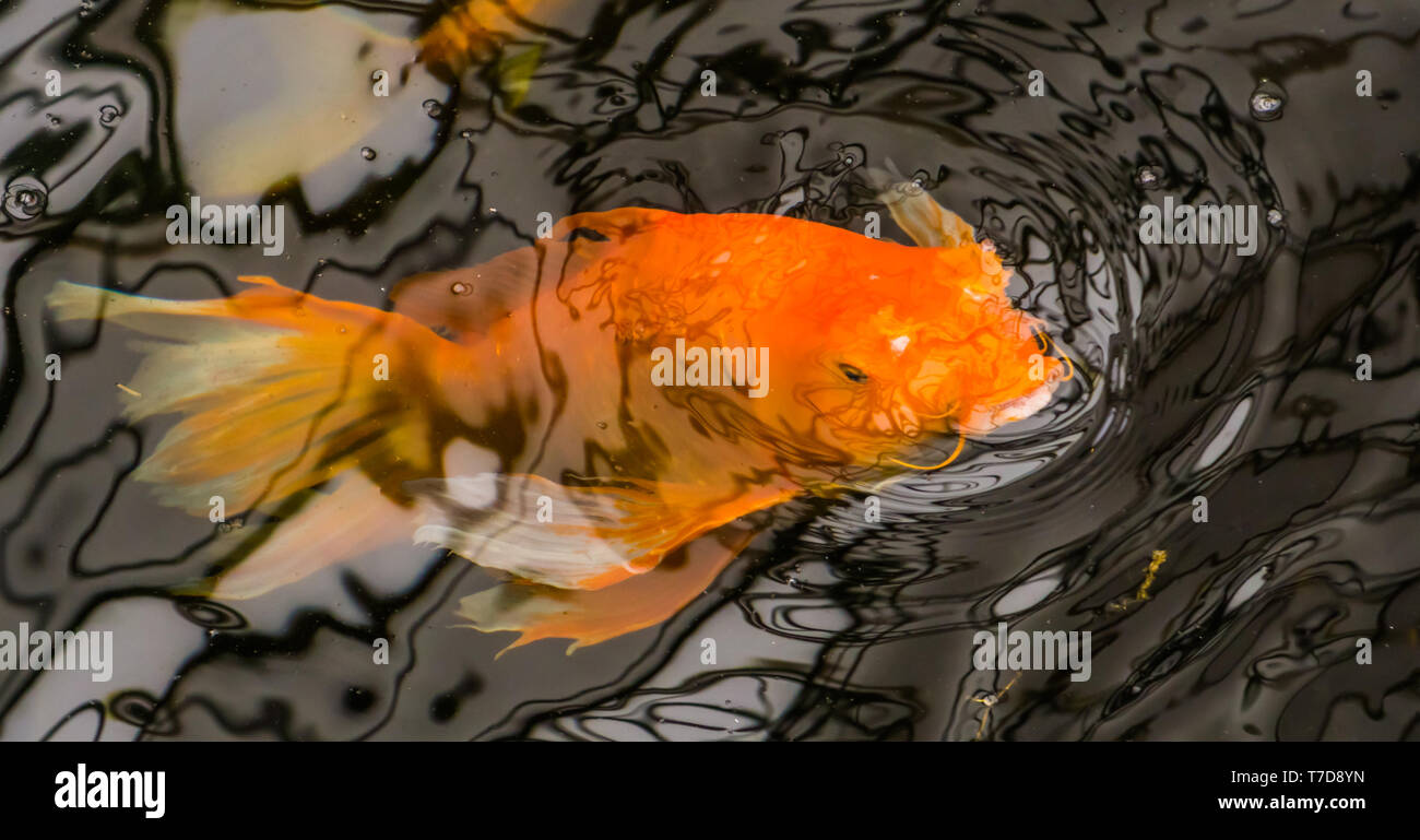 Freshwater Fish Above Swimming High Resolution Stock Photography and ...