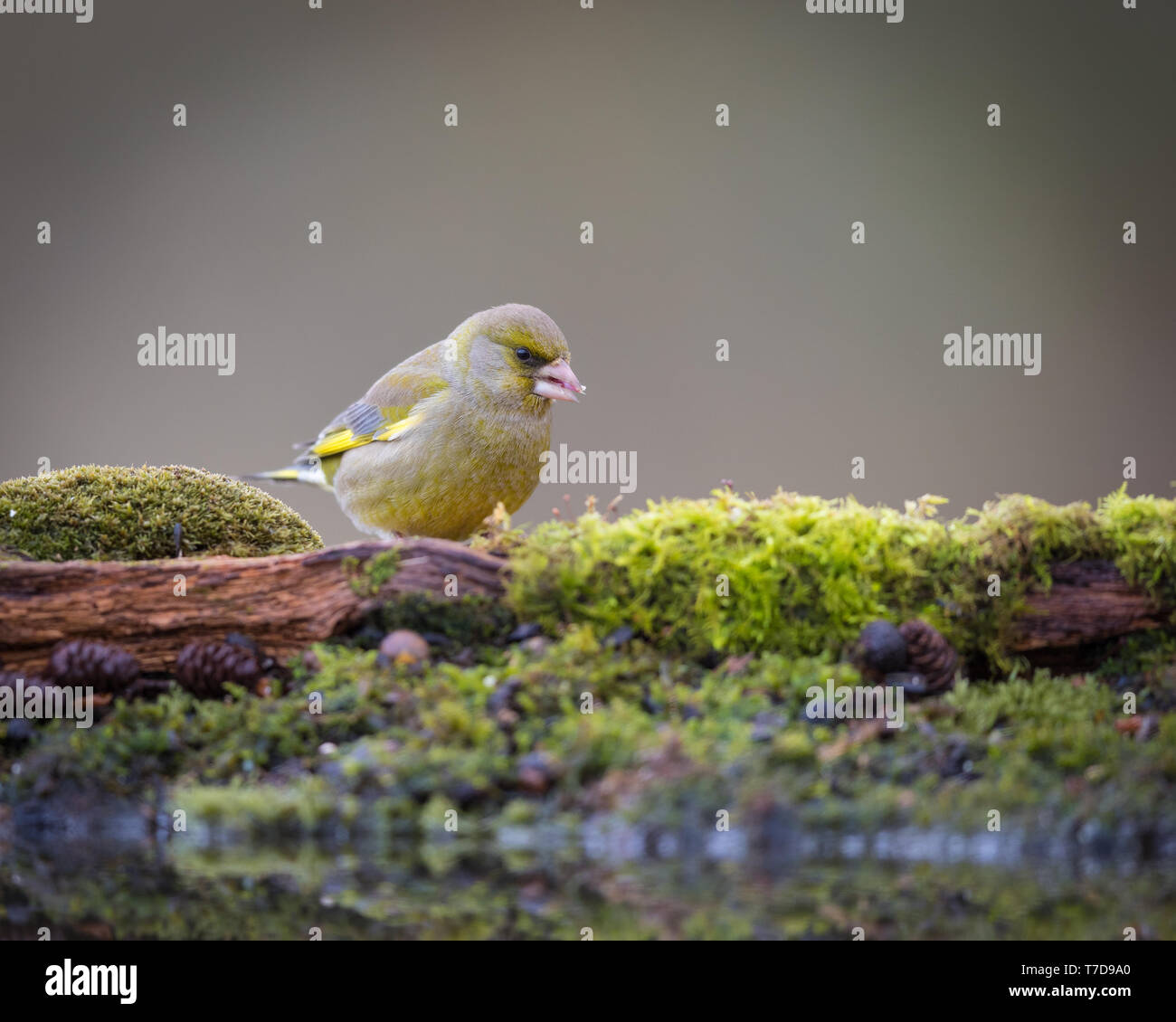 British greenfinch hi-res stock photography and images - Alamy