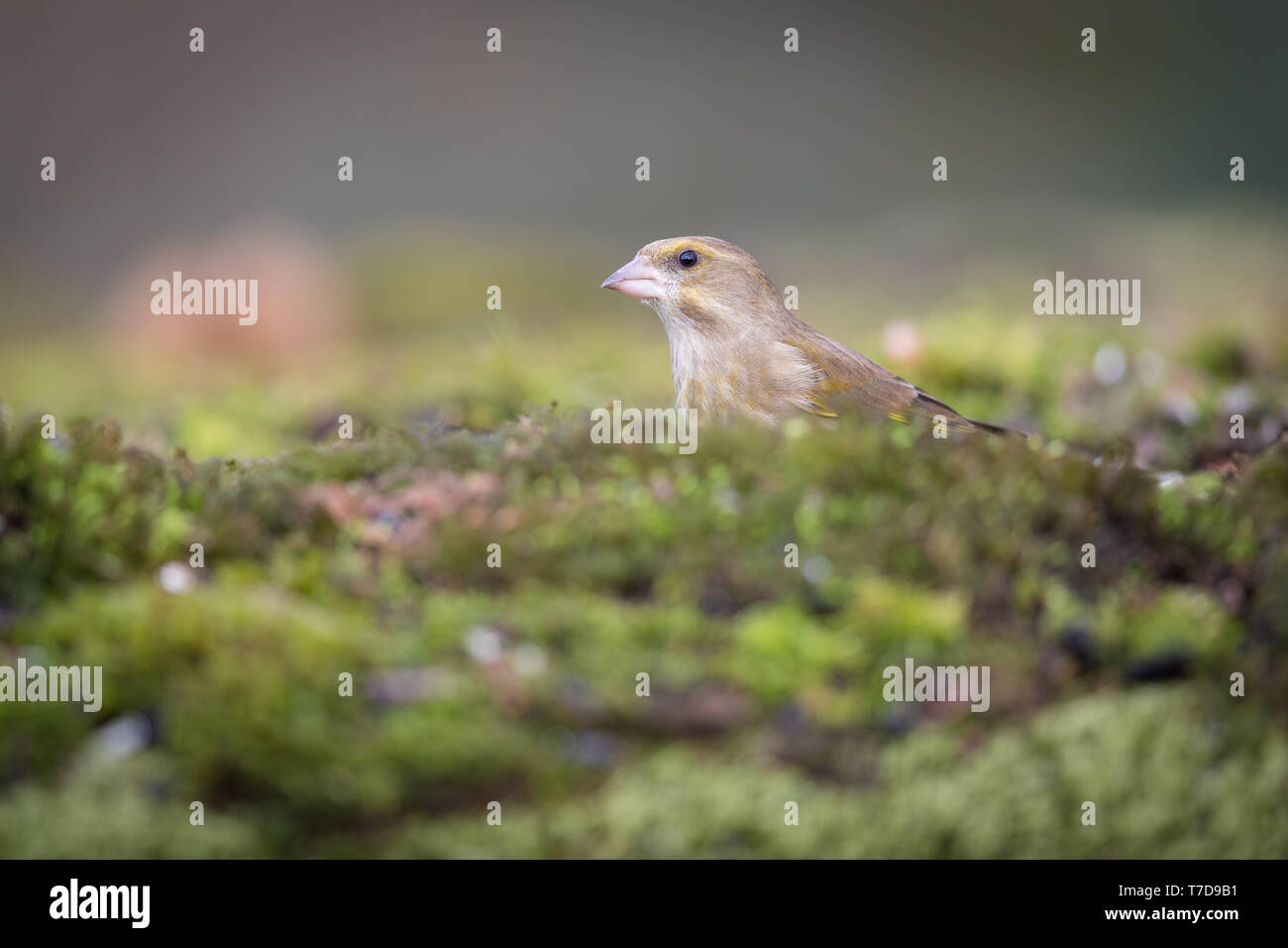 British greenfinch hi-res stock photography and images - Alamy
