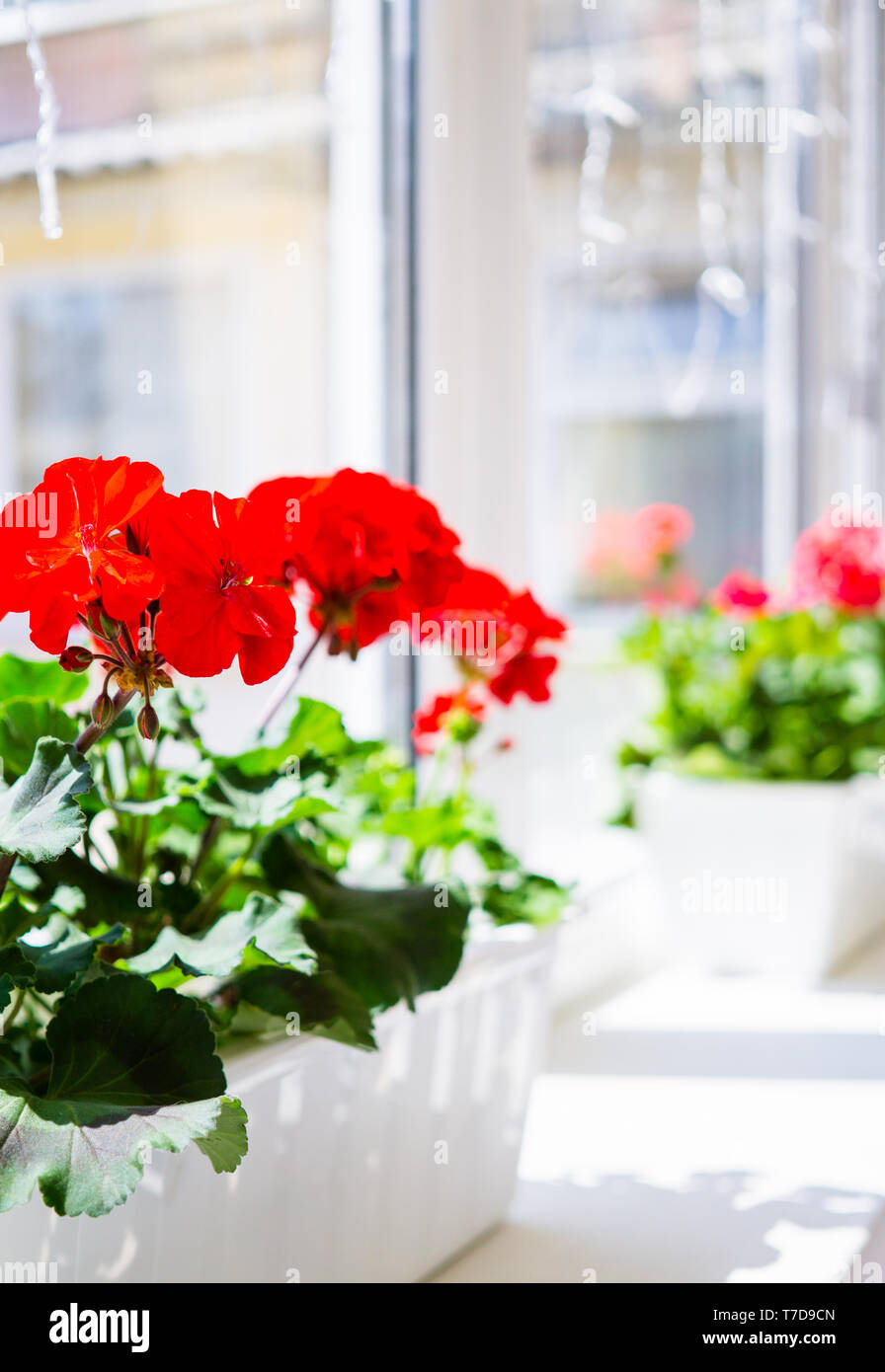 Red geranium flowers on windowsill at home balcony window, green summer ...