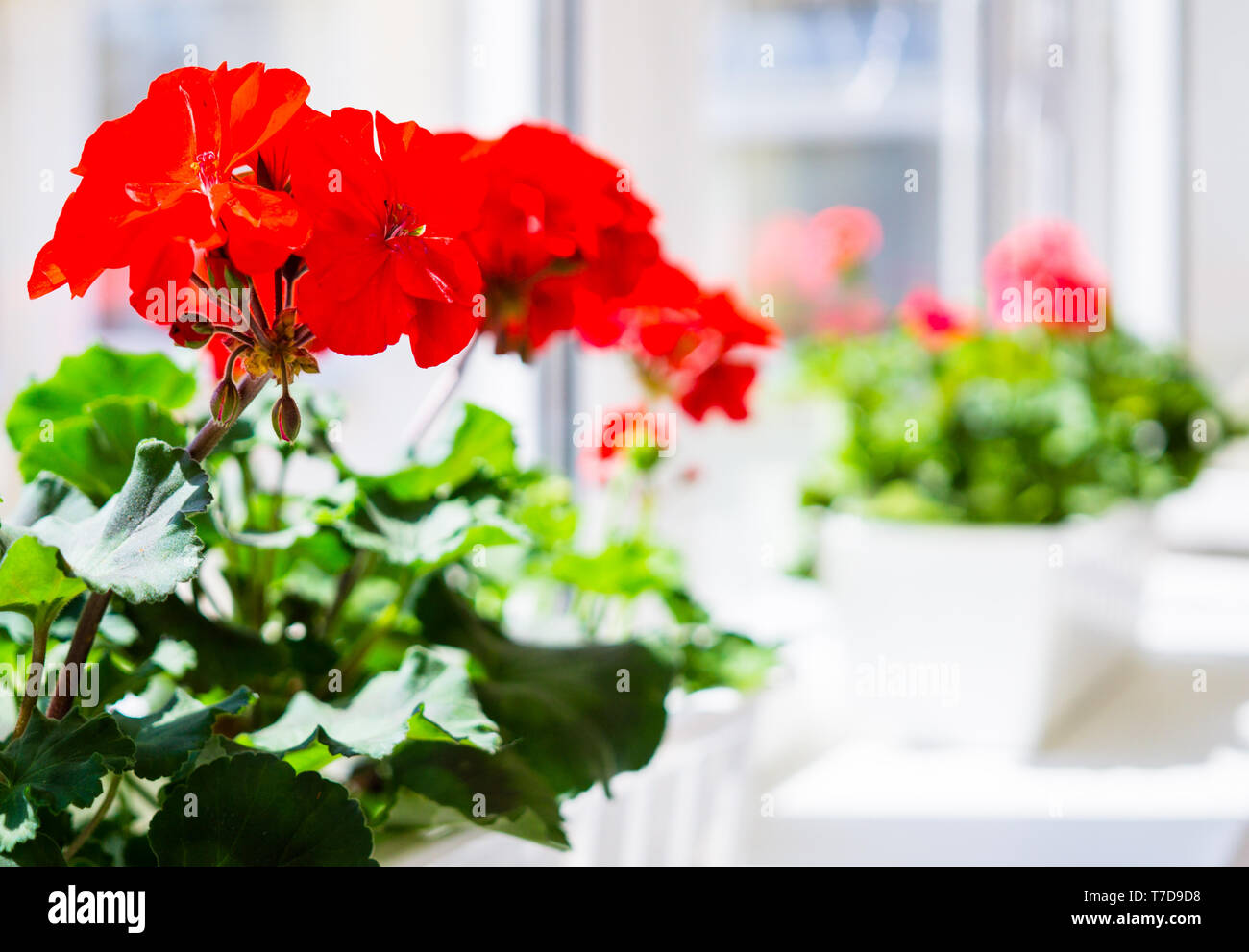 Red geranium flowers on windowsill at home balcony window, green summer ...