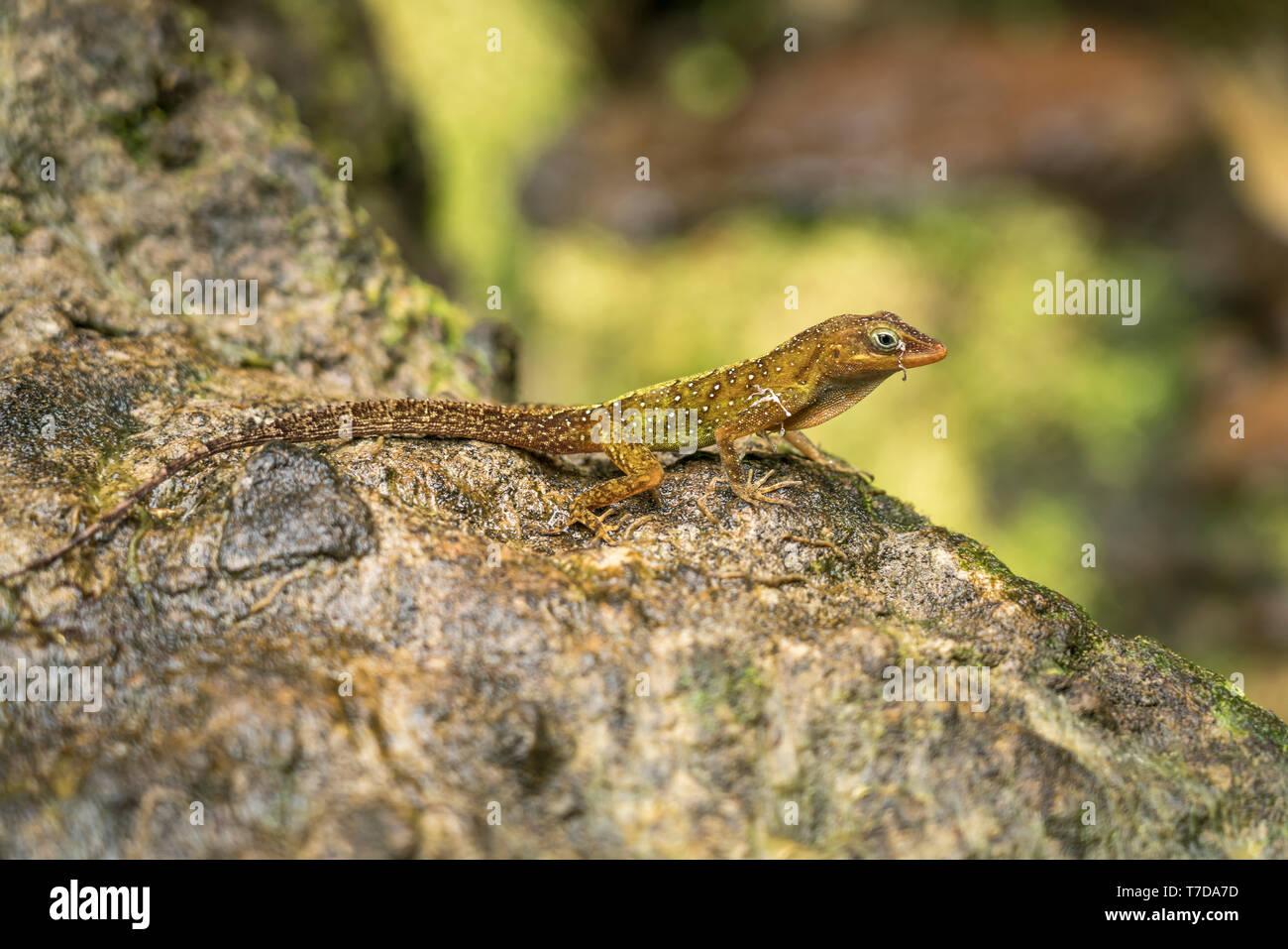 Anolis oculatus hi-res stock photography and images - Alamy