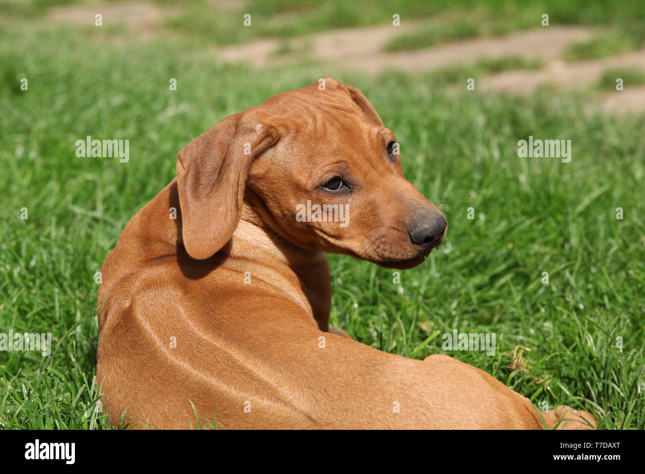 Beautiful Rhodesian ridgeback puppy in the garden Stock Photo - Alamy