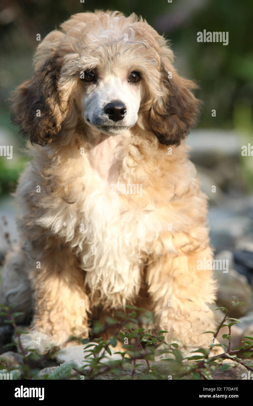 Puppy on stones hi-res stock photography and images - Alamy