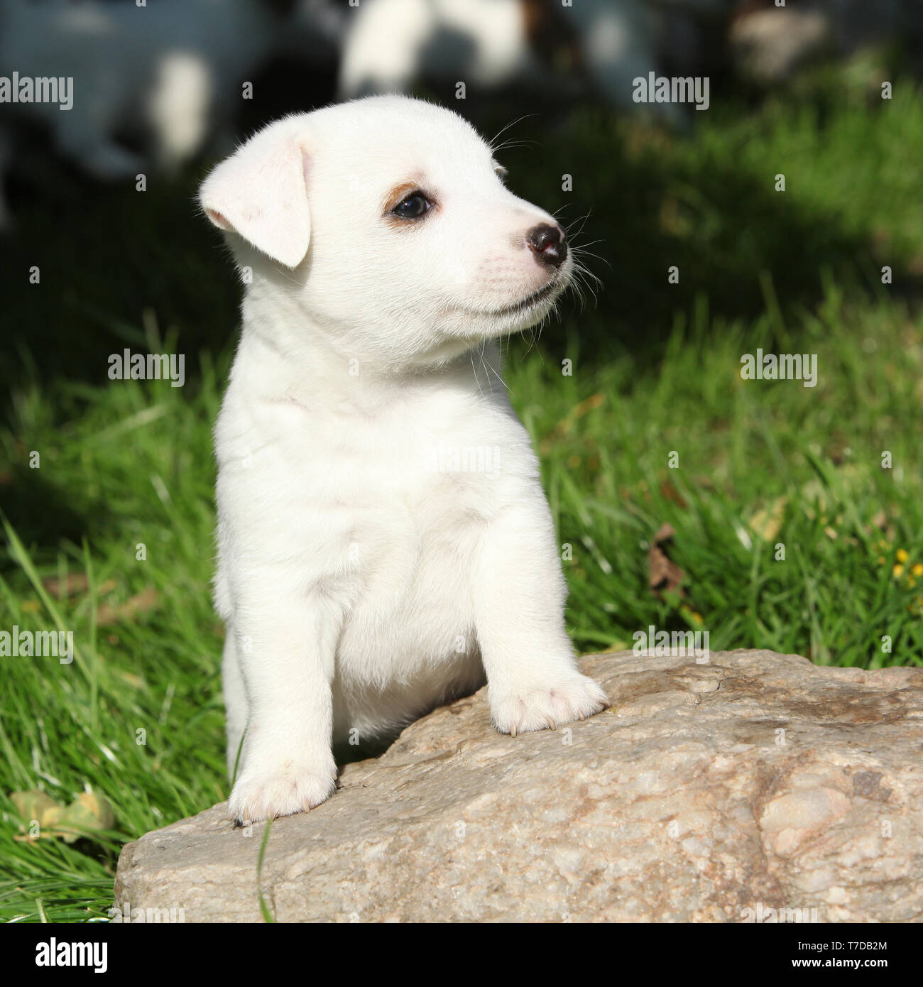 Gorgeous jack russell terrier puppy on some stone in the garden Stock ...