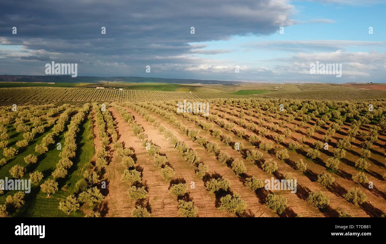 olive fields in Morocco in aerial view Stock Photo - Alamy