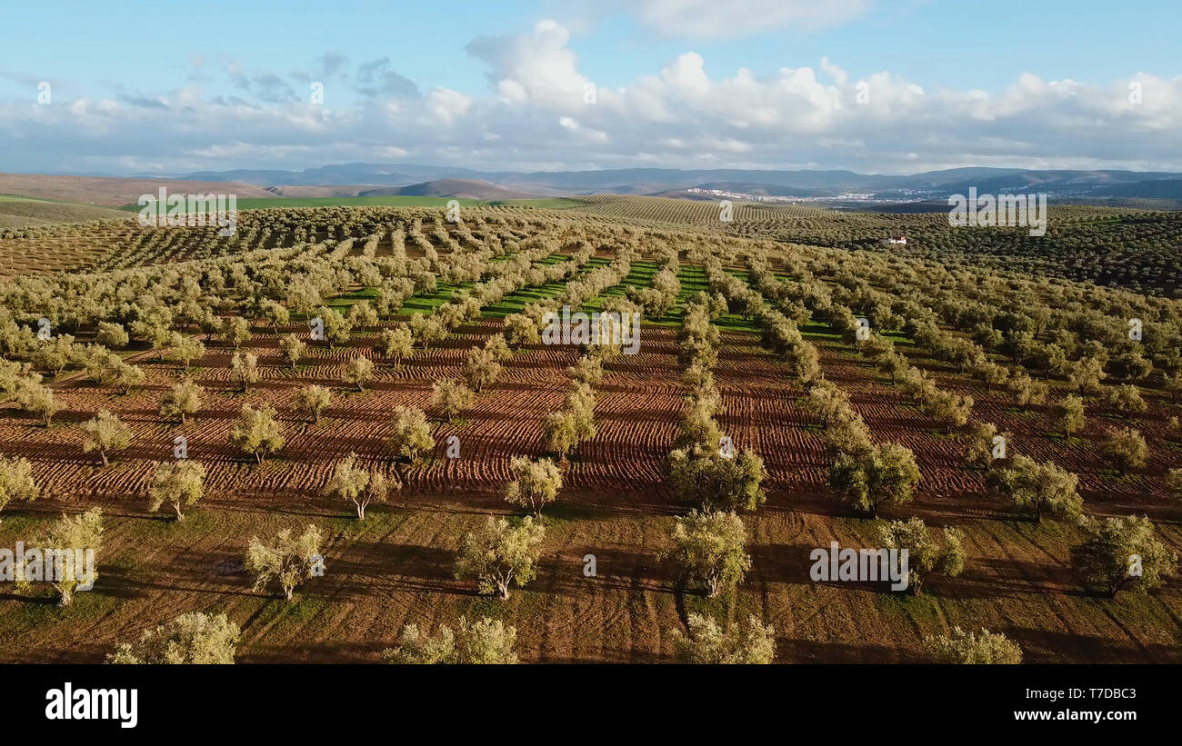 Olive fields in morocco aerial hi-res stock photography and images - Alamy