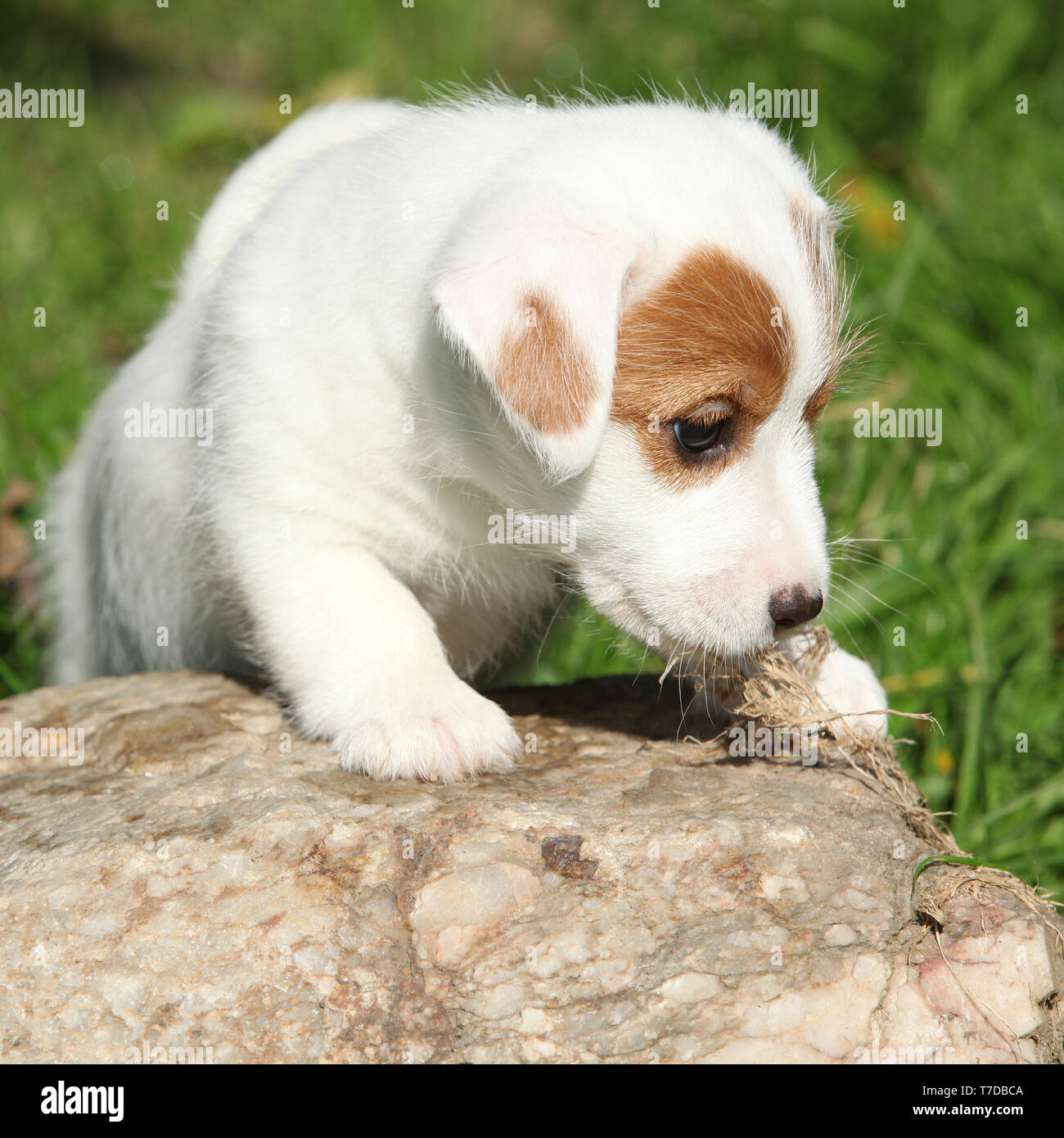 Gorgeous jack russell terrier puppy on some stone in the garden Stock ...