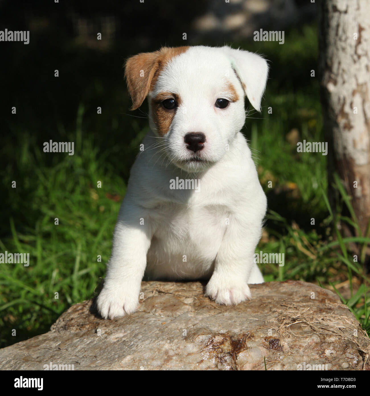 Adorable jack russell terrier puppy on some stone in the garden Stock ...
