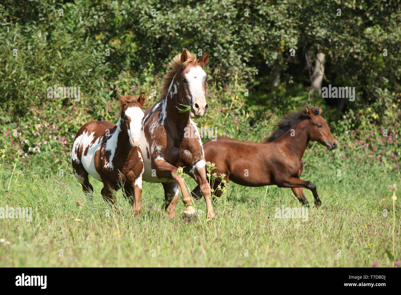 Group of horses running in freedom together Stock Photo - Alamy