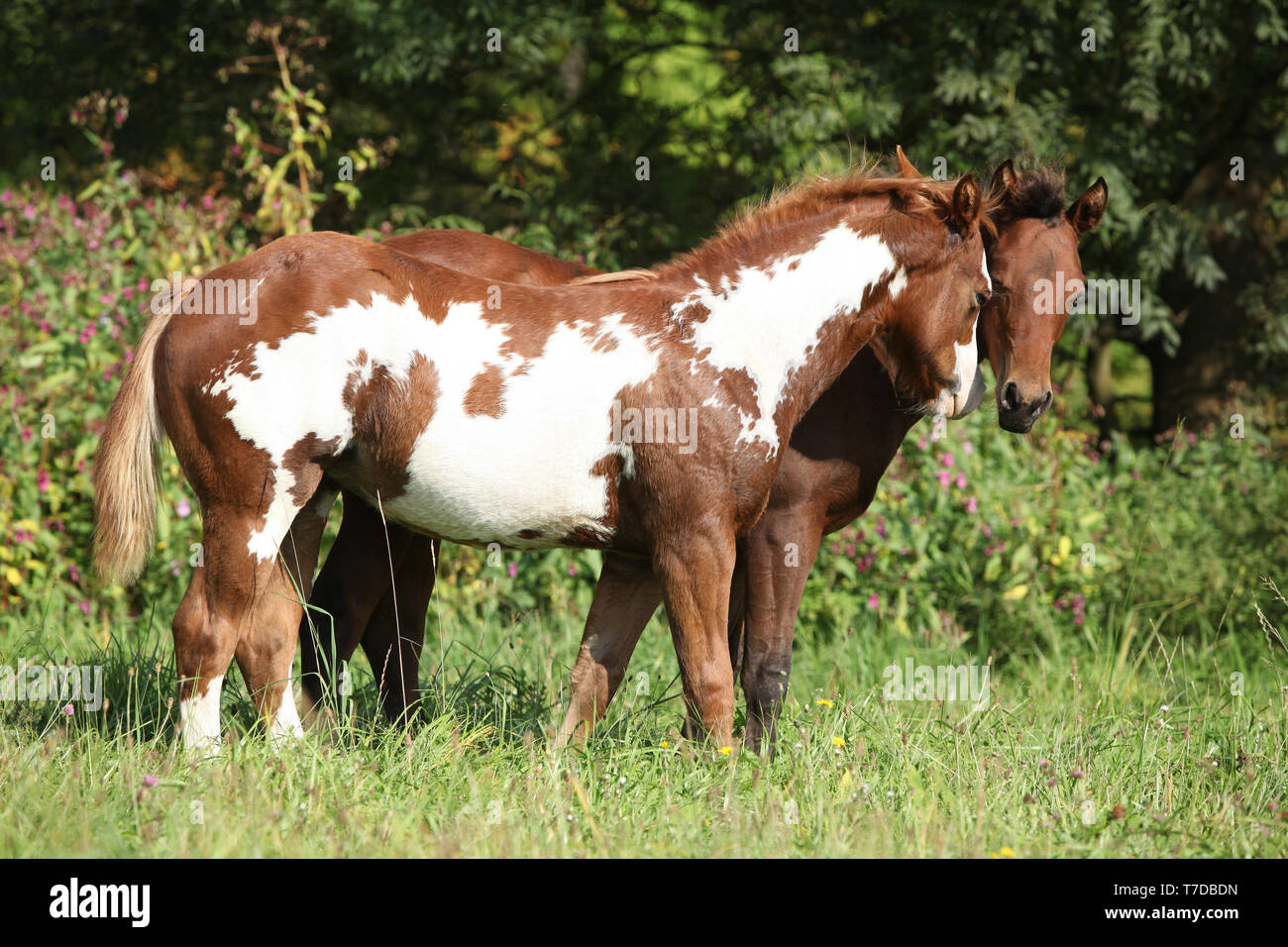 Two foals together in freedom in front of natural background Stock ...