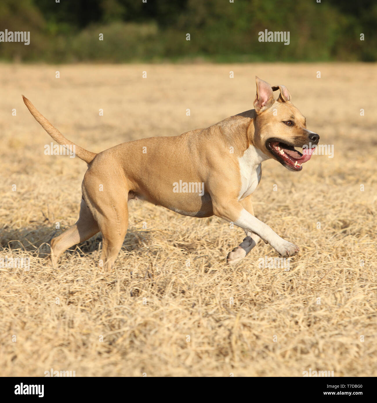 American Staffordshire Terrier running in autumn Stock Photo - Alamy