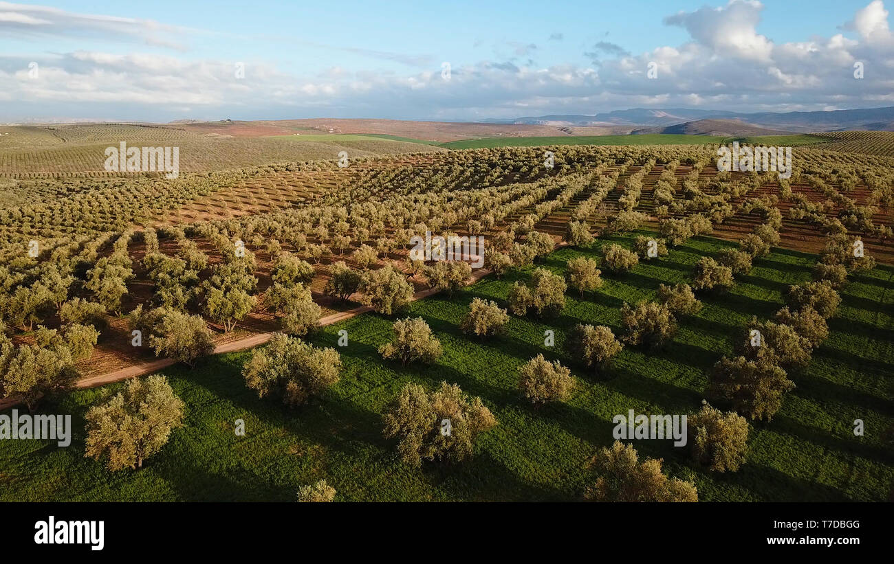 olive fields in Morocco in aerial view Stock Photo - Alamy