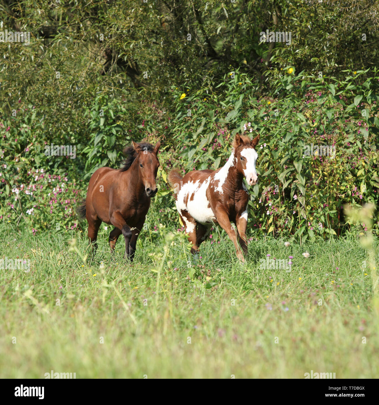 Two foals running together in freedom in front of natural background ...