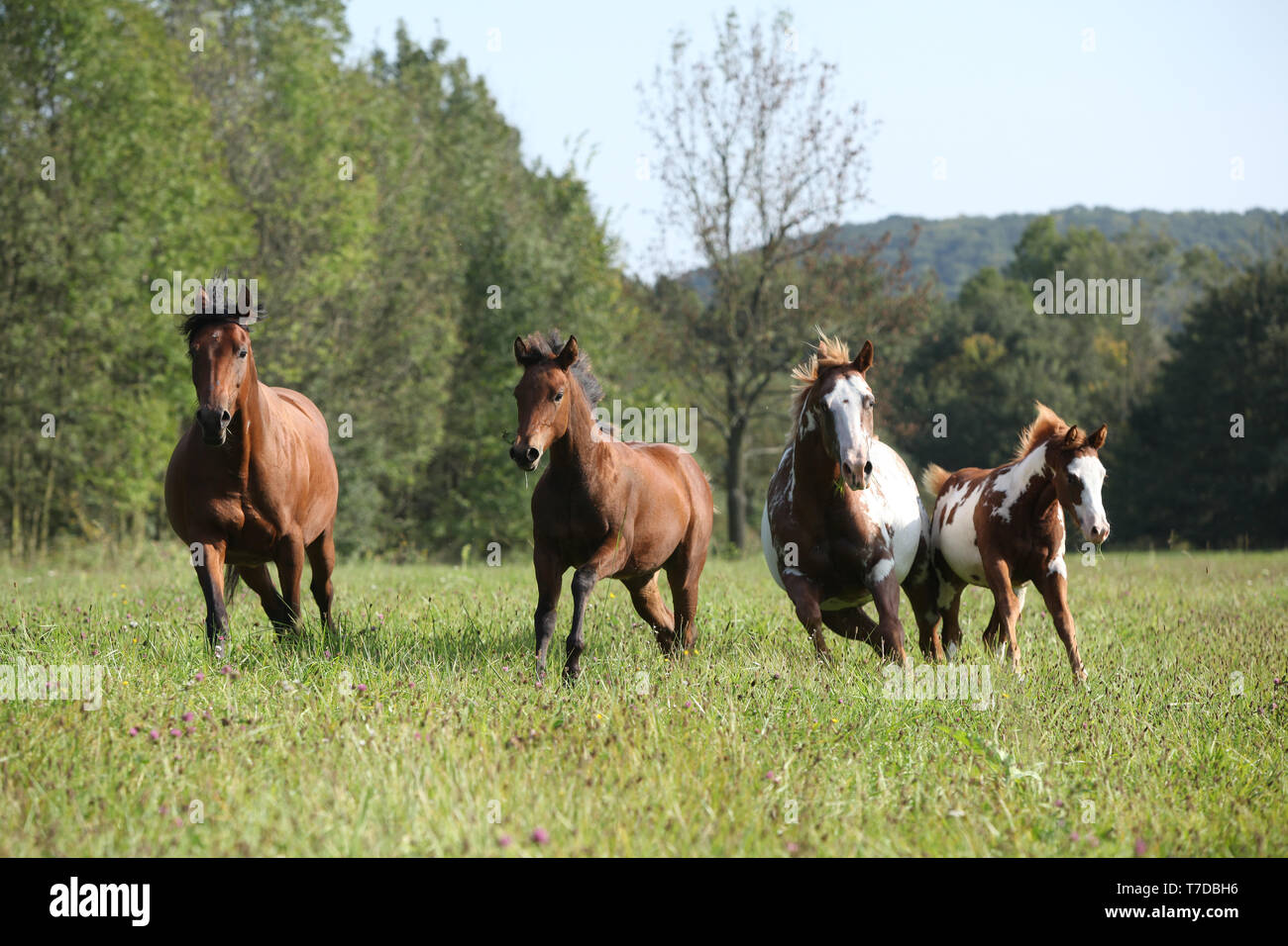 Group of horses running in freedom together Stock Photo - Alamy