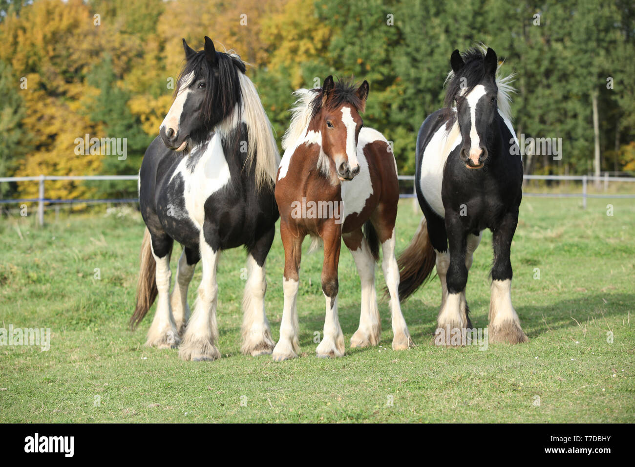 Irish breed tranquility hi-res stock photography and images - Alamy
