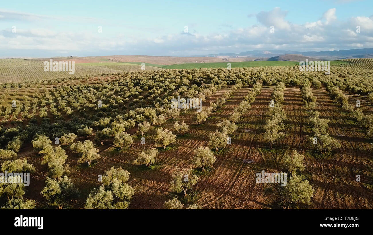 olive fields in Morocco in aerial view Stock Photo - Alamy