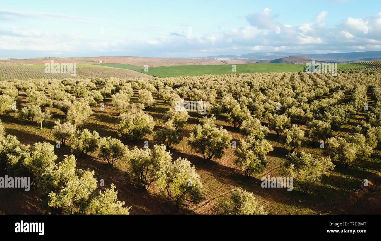 Aerial green fields in morocco hi-res stock photography and images - Alamy