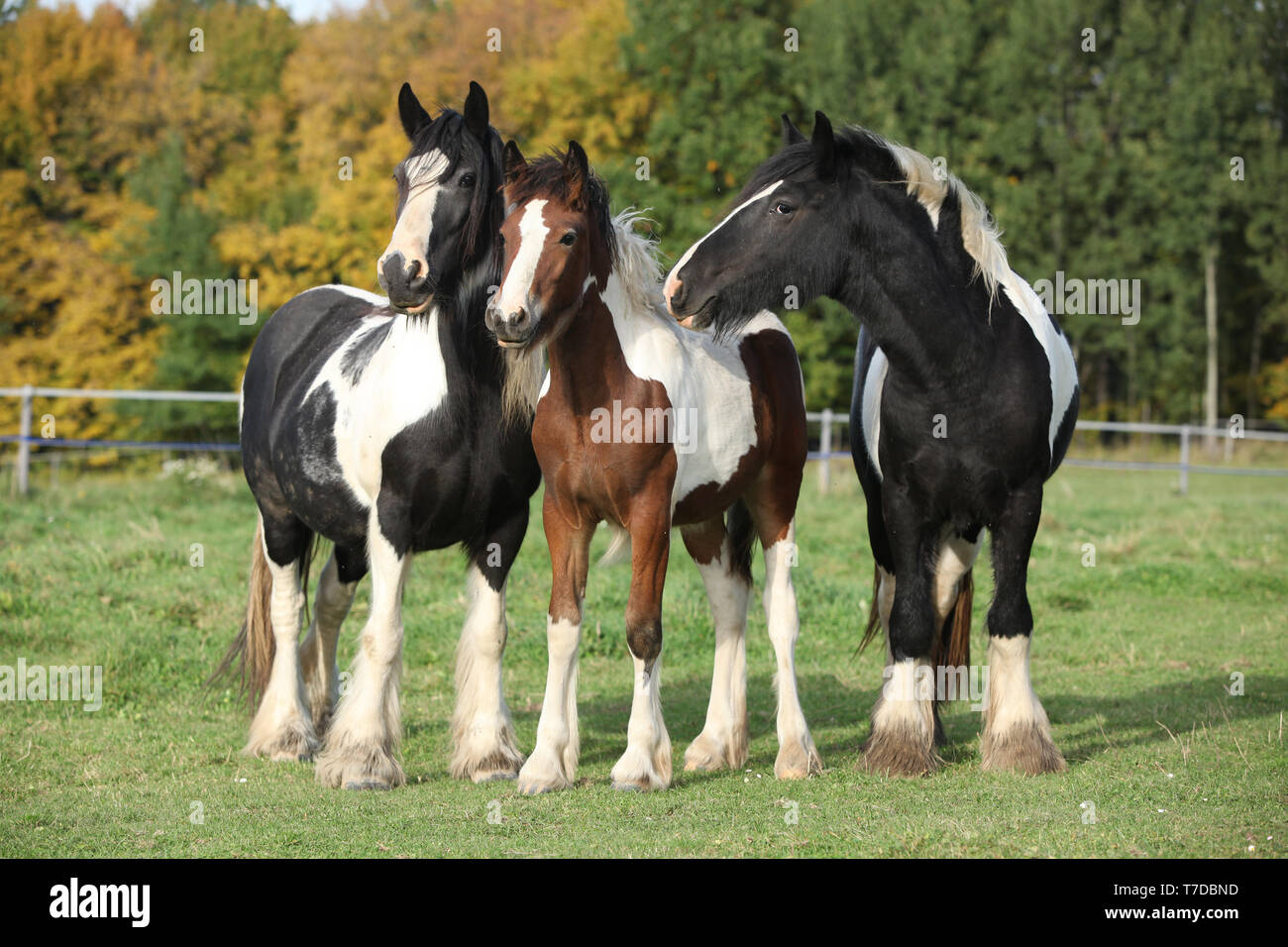 Irish breed tranquility hi-res stock photography and images - Alamy