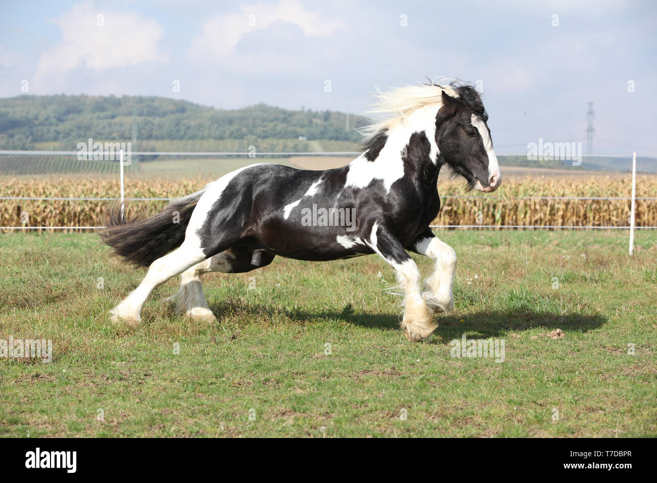 Gorgeous irish cob with long mane jumping on pasturage Stock Photo - Alamy