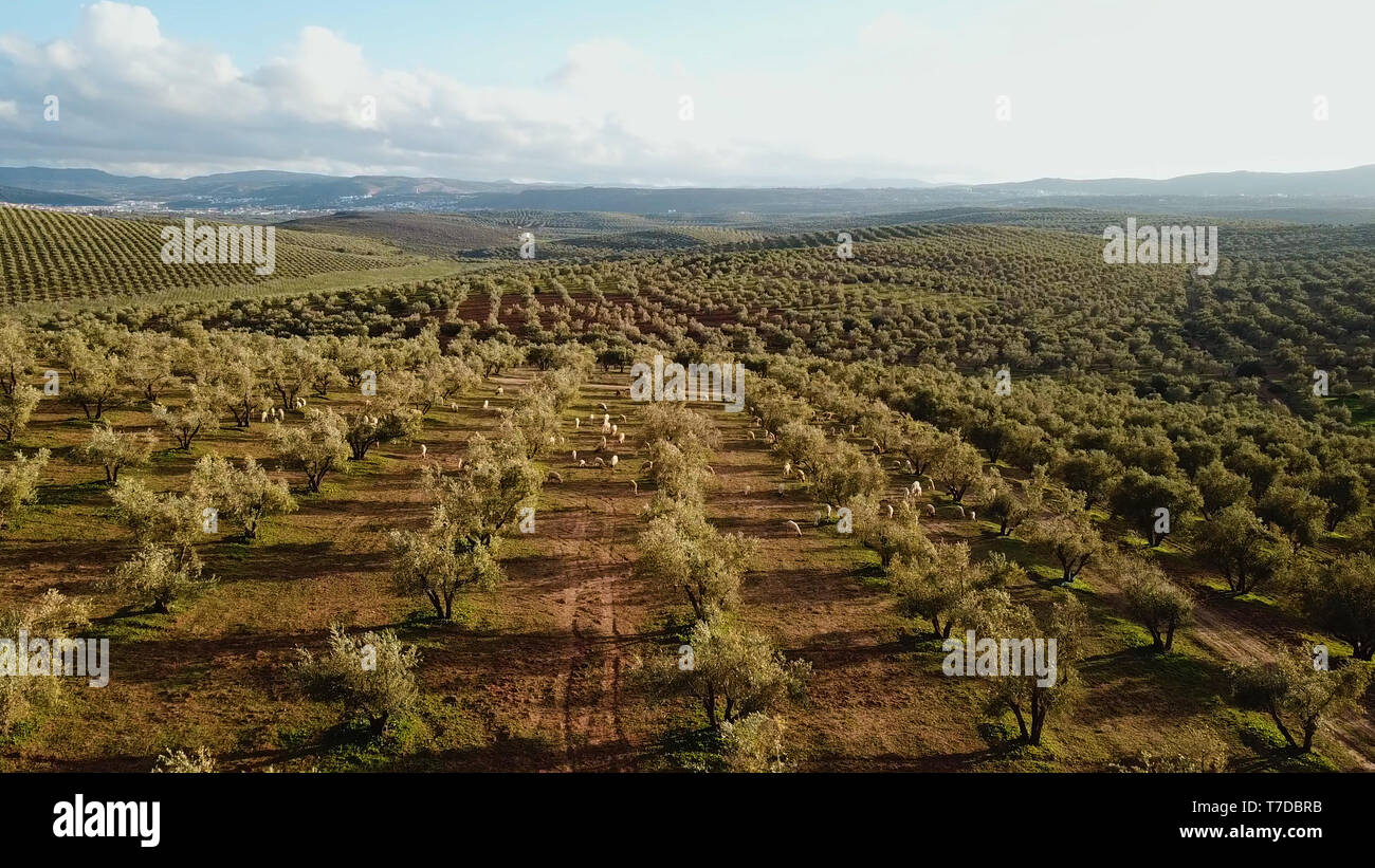 Olive field aerial hi-res stock photography and images - Alamy