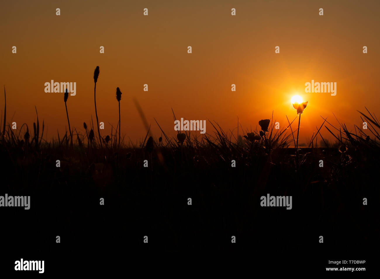 Shiny morning hi-res stock photography and images - Alamy