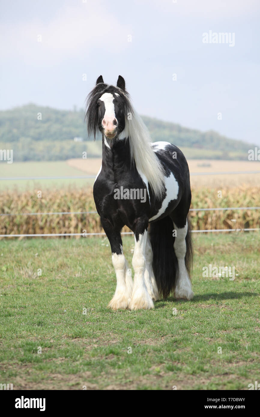 Irish Cob High Resolution Stock Photography and Images - Alamy