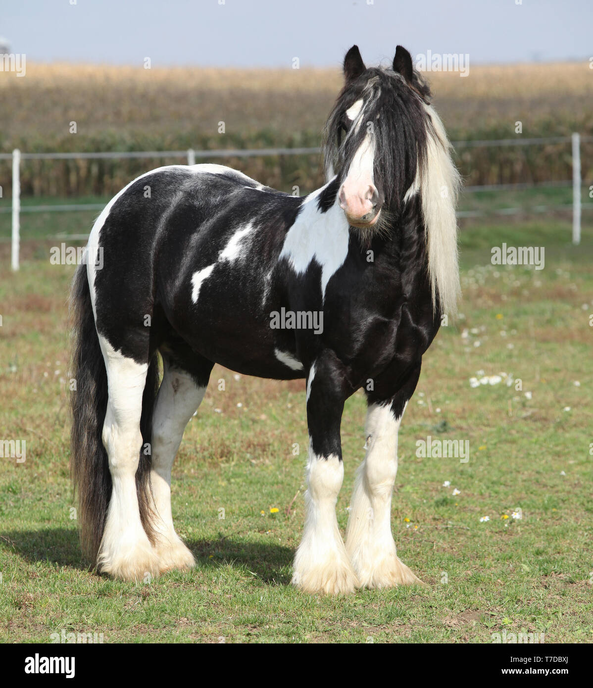 Beautiful irish cob stallion standing on pasturage Stock Photo - Alamy