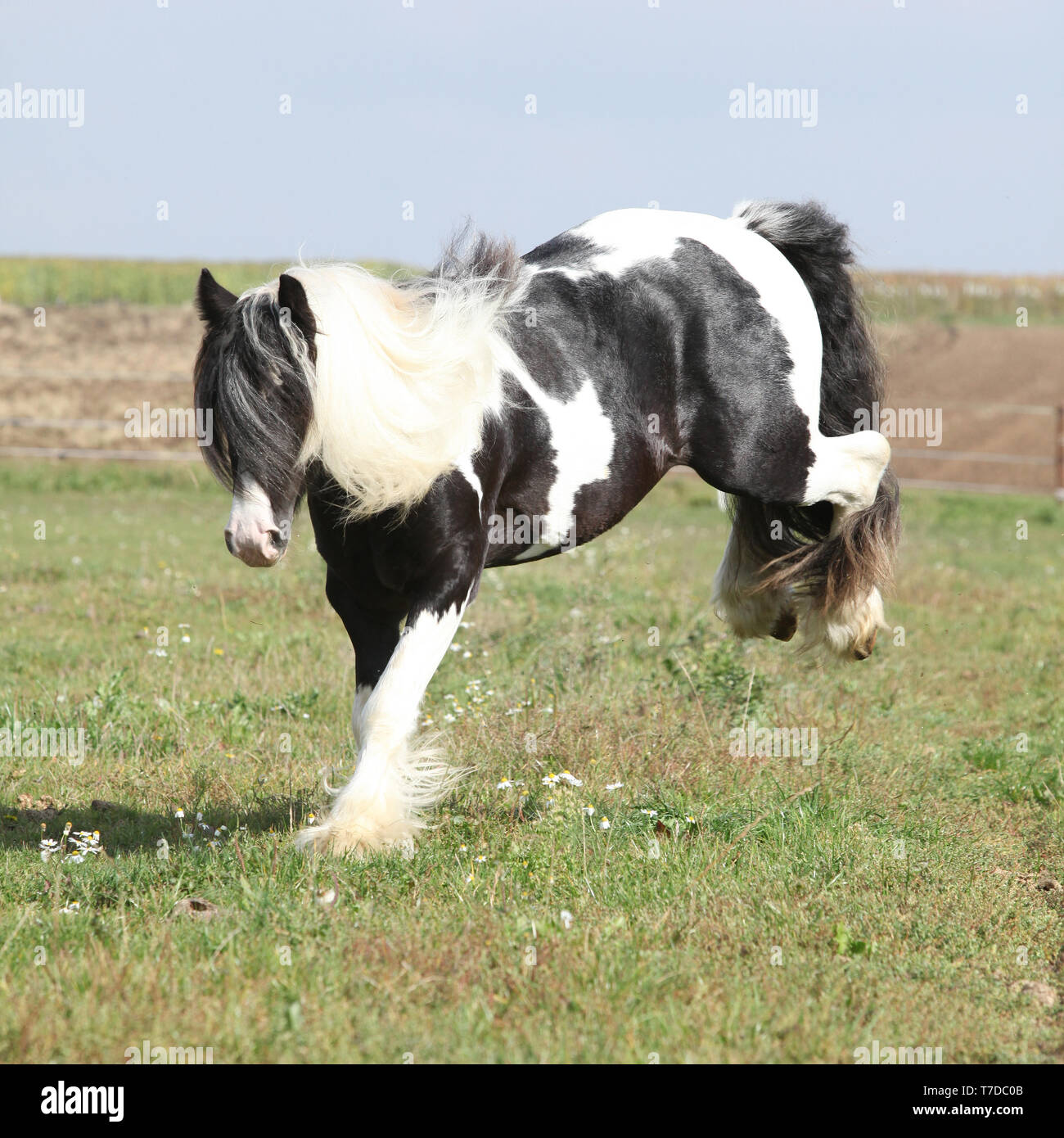 Gorgeous irish cob with long mane jumping on pasturage Stock Photo - Alamy