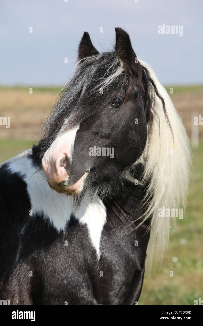 Beautiful irish cob stallion standing on pasturage Stock Photo - Alamy