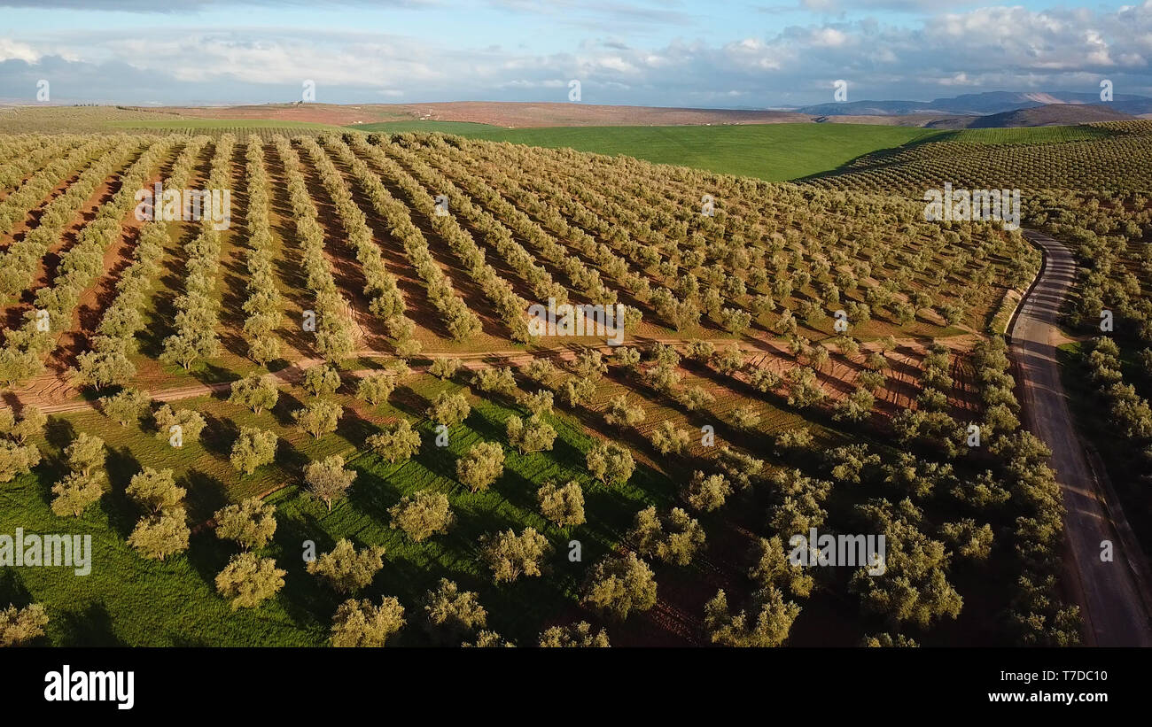 Olive fields in morocco aerial hi-res stock photography and images - Alamy